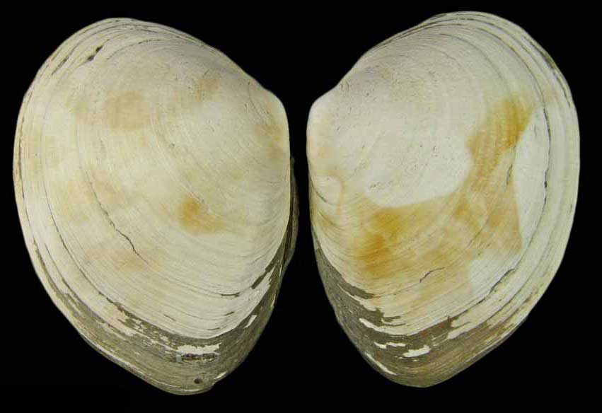 Bivalve-Identification